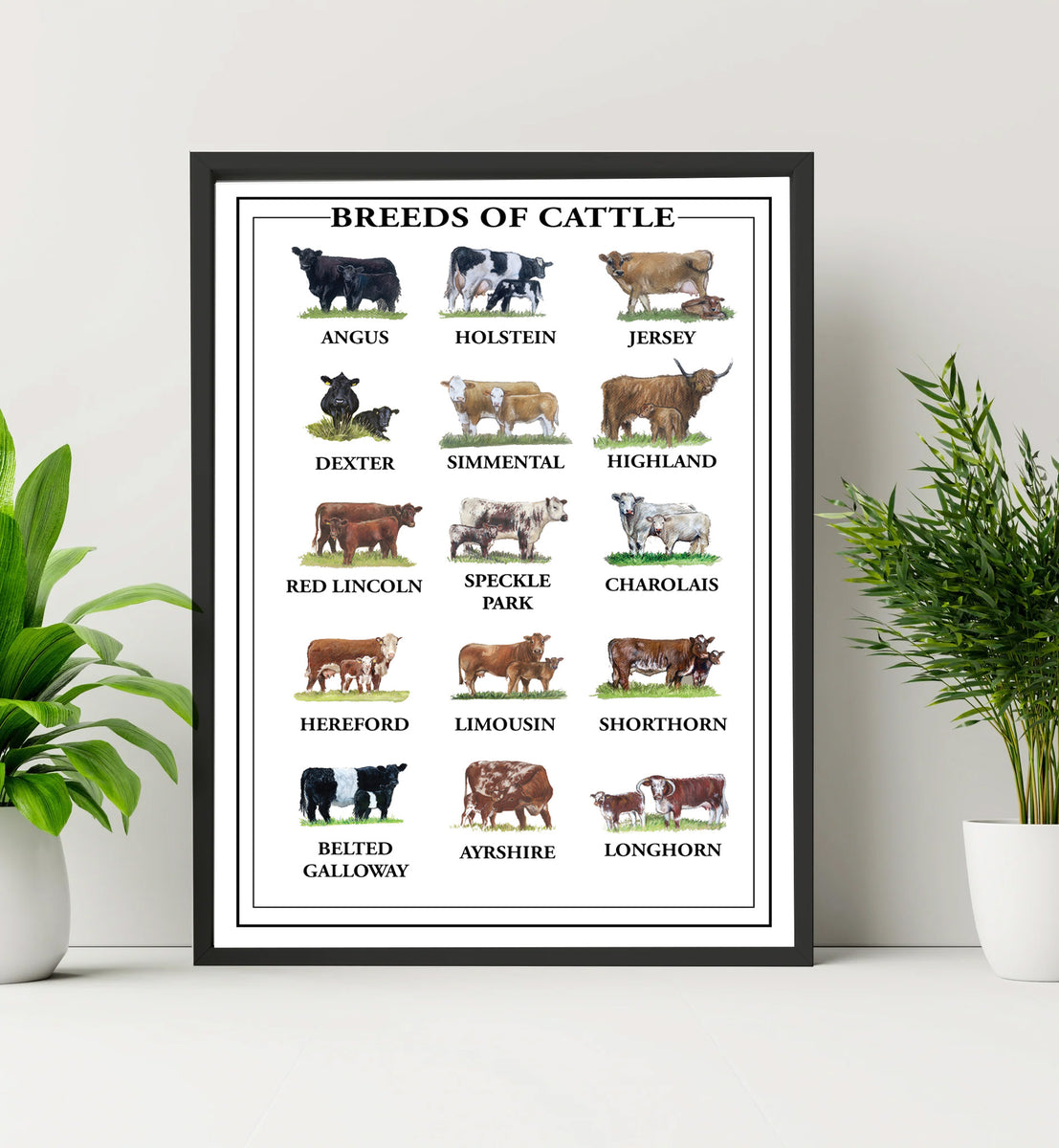 "Breeds Of Cattle" Poster Print - Unframed – Grace Scott Art
